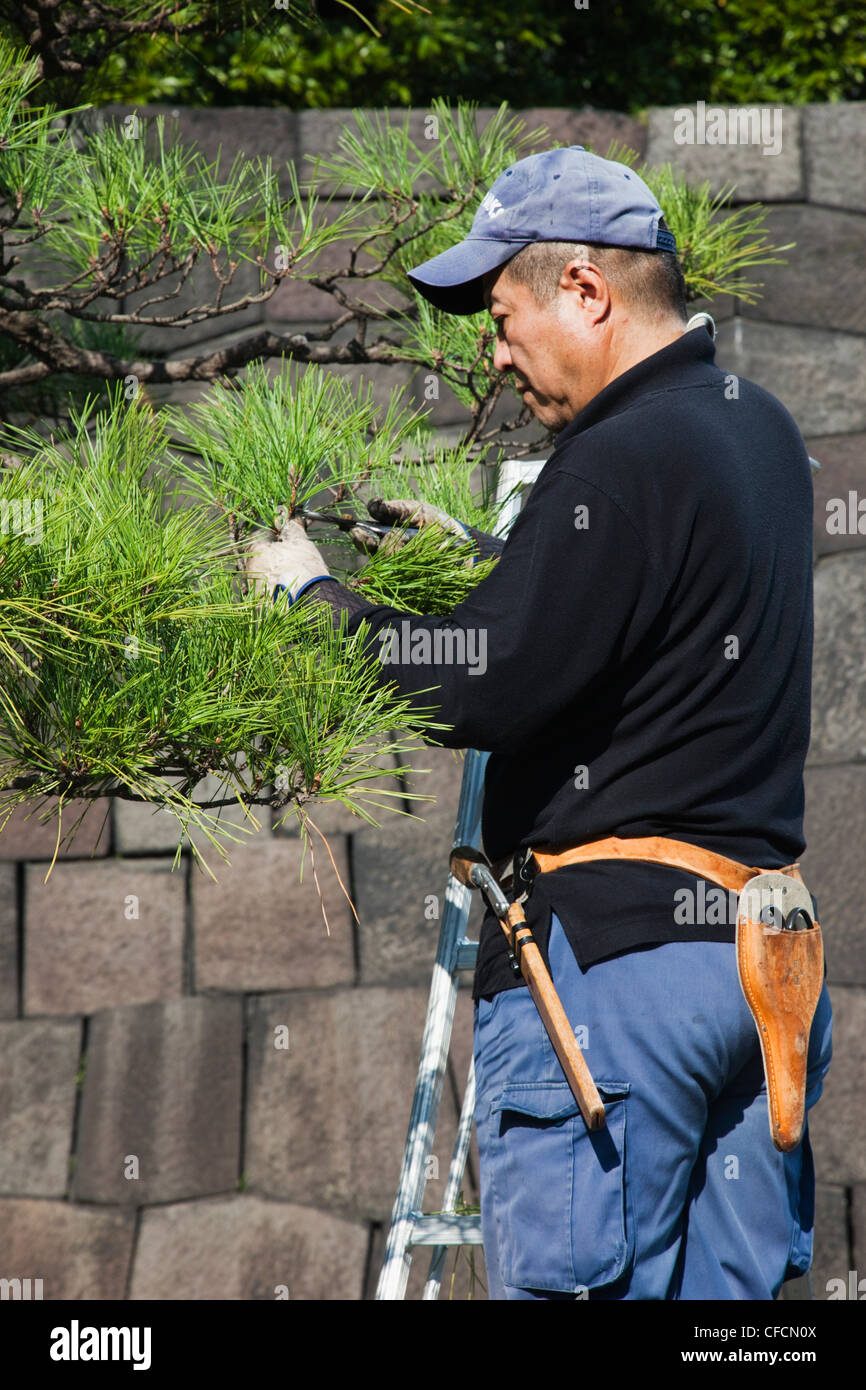 Japanese gardener pruning tree hi-res stock photography and images - Alamy