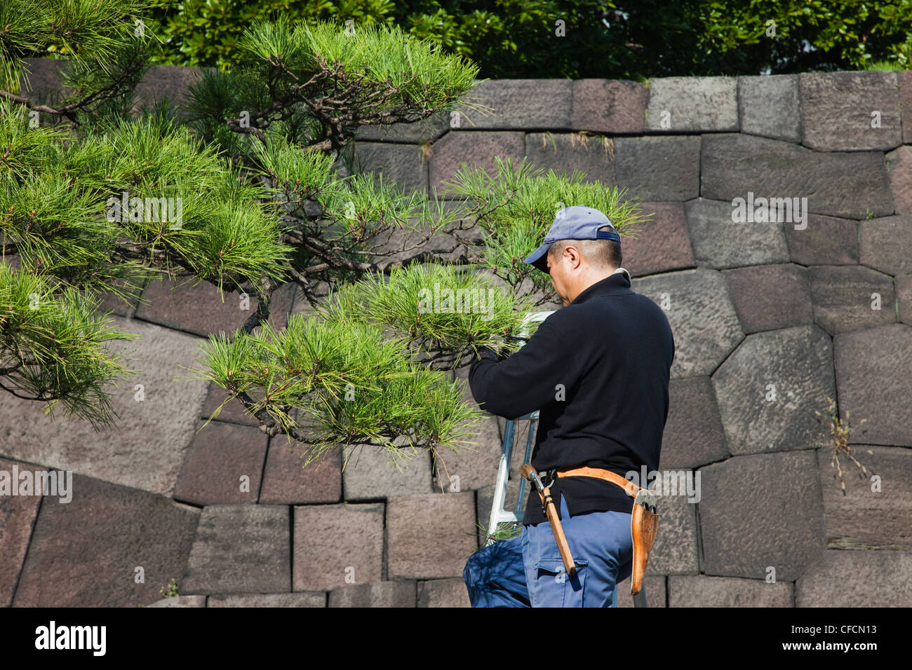 Japanese gardener pruning tree hi-res stock photography and images - Alamy