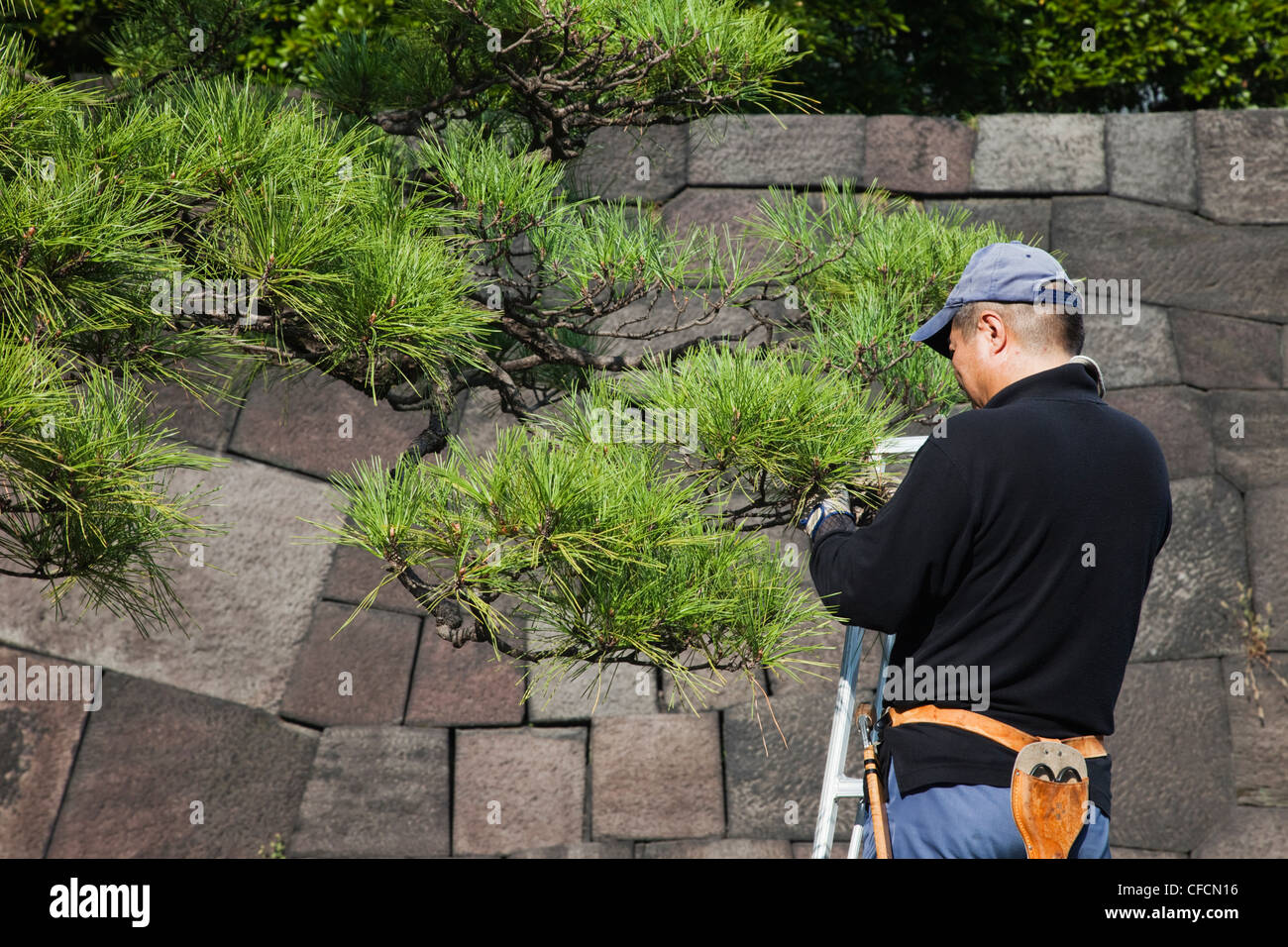 Japan, Tokyo, Hama Rikyu Japanese Garden, Gardener Tree Pruning Stock ...