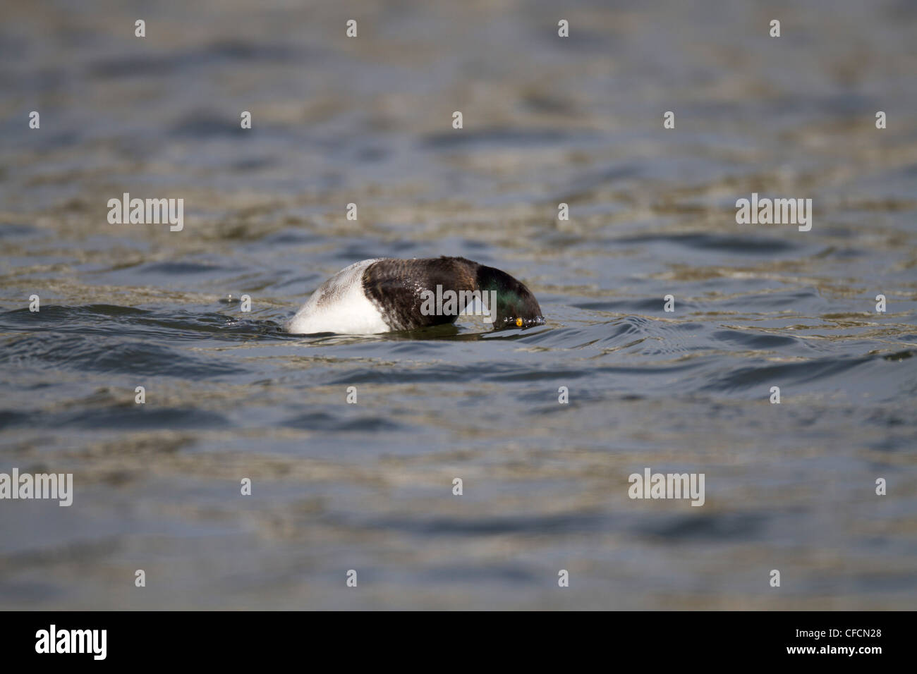 Lesser Scaup; Aythya affinis; drake; Cornwall; UK Stock Photo - Alamy