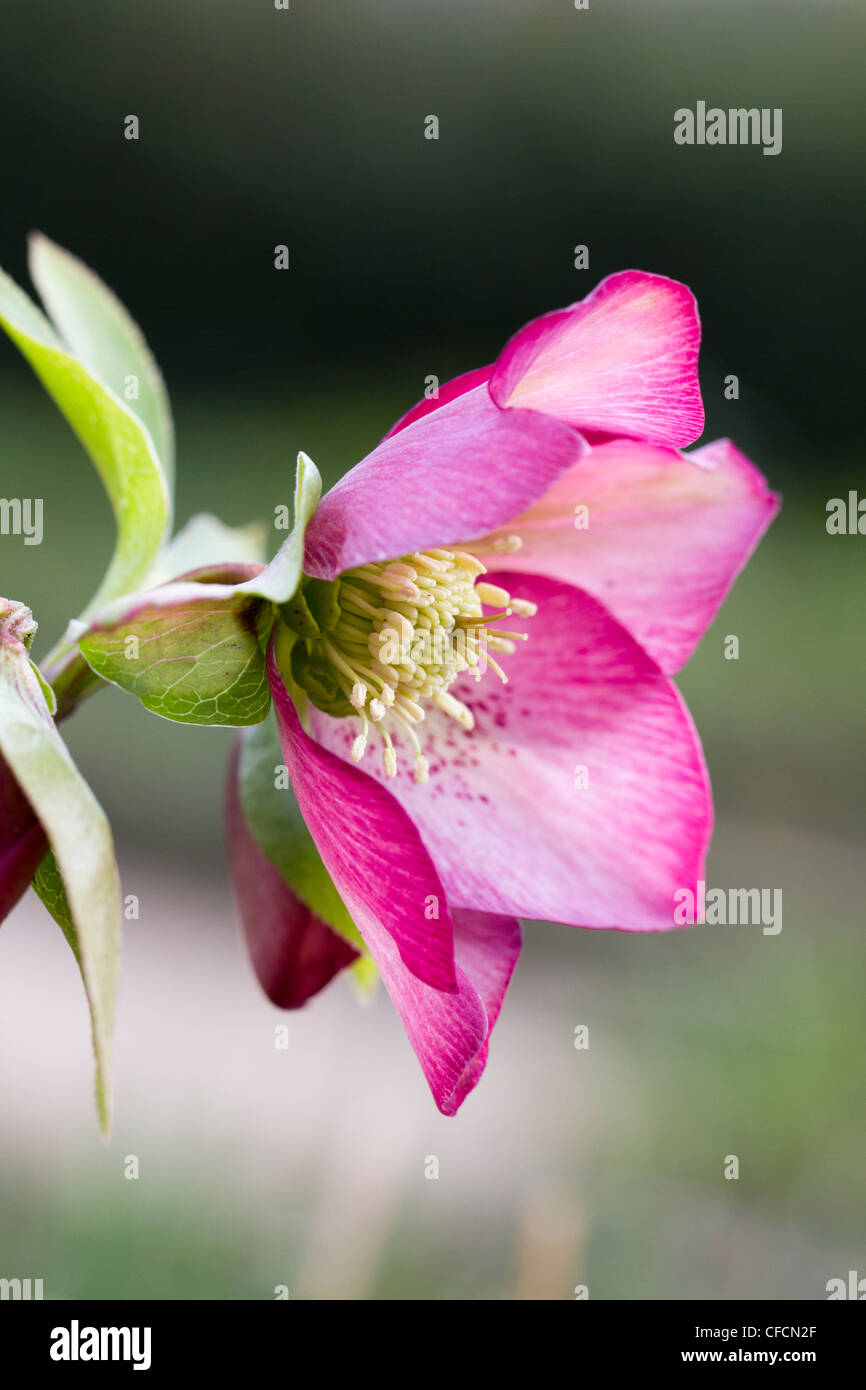 Hellebore leaves hi-res stock photography and images - Alamy