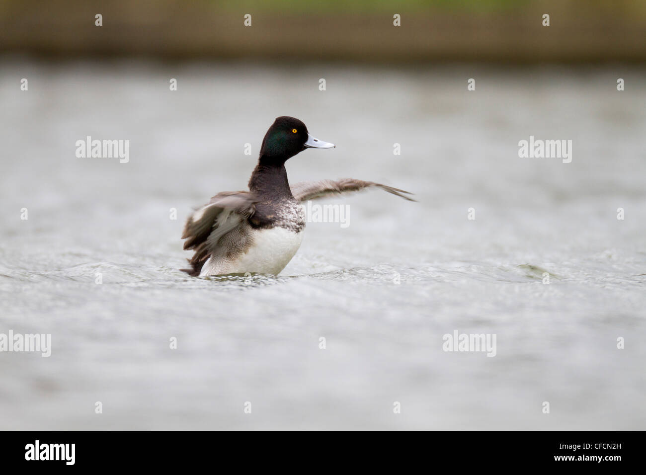 Lesser Scaup; Aythya affinis; drake; Cornwall; UK Stock Photo - Alamy