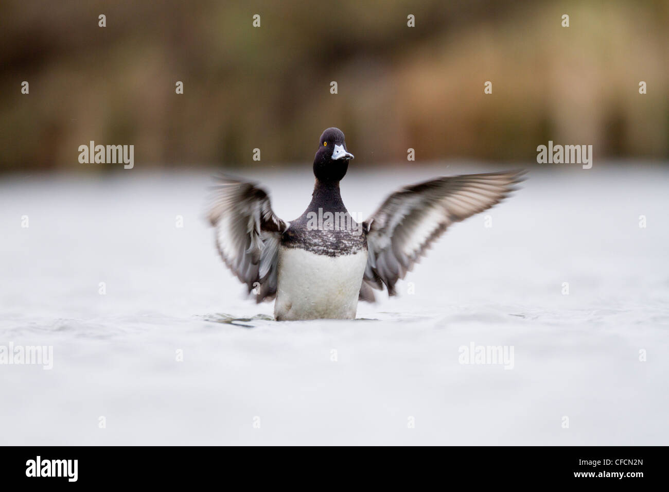 Lesser Scaup; Aythya affinis; drake; Cornwall; UK Stock Photo - Alamy