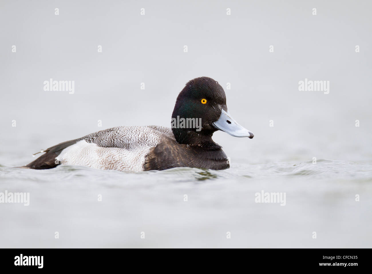 Lesser Scaup; Aythya affinis; drake; Cornwall; UK Stock Photo - Alamy