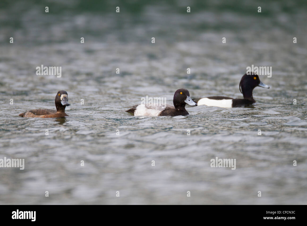 Lesser Scaup; Aythya affinis; drake; with tufted ducks; Cornwall; UK ...