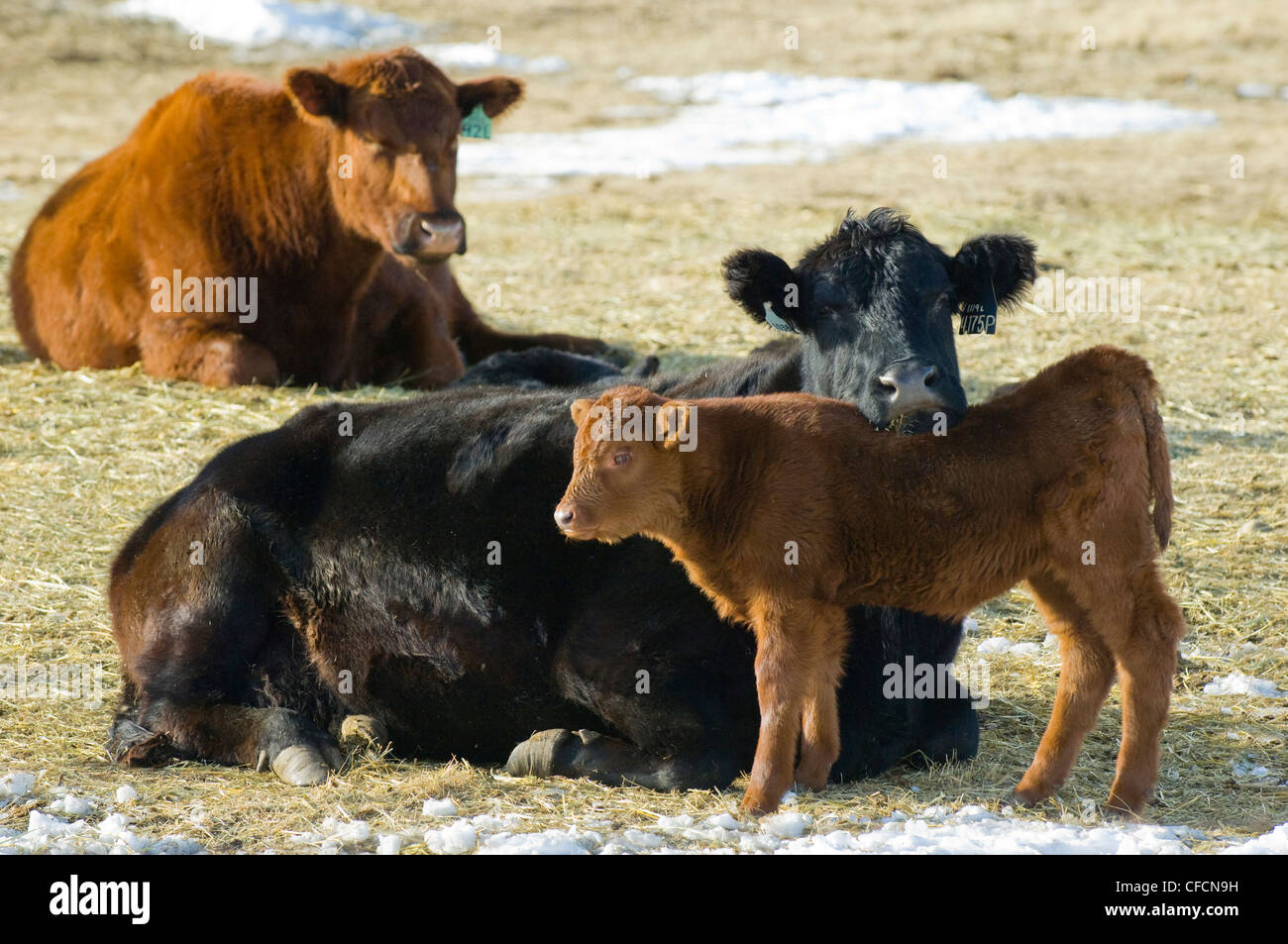 Angus (Bos taurus) Cattle at Ranch southwest Alberta Canada Stock Photo ...