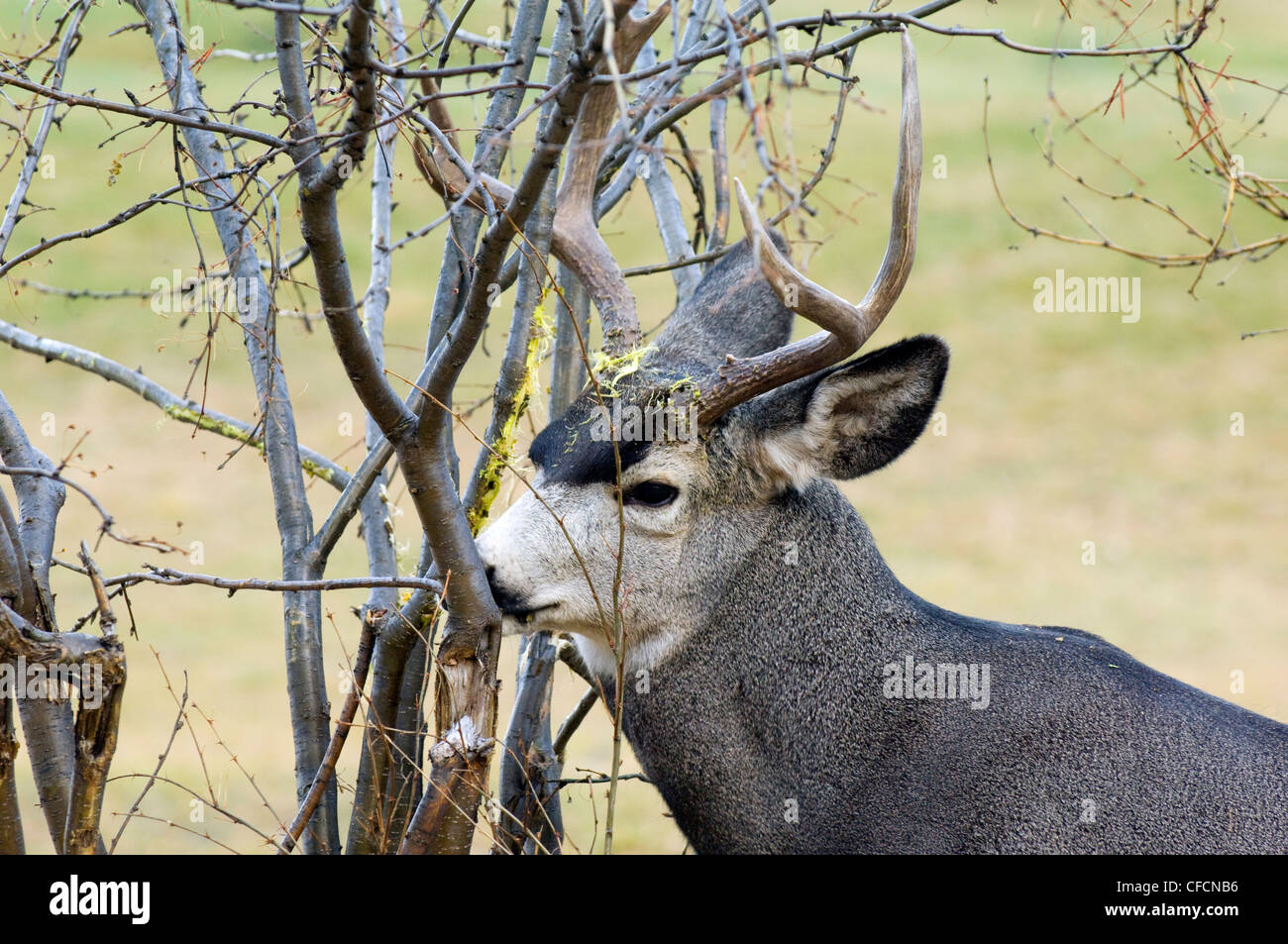 Mule Deer (Odocoileus hemionus) Male 'Horning' A practise of rubbing ...