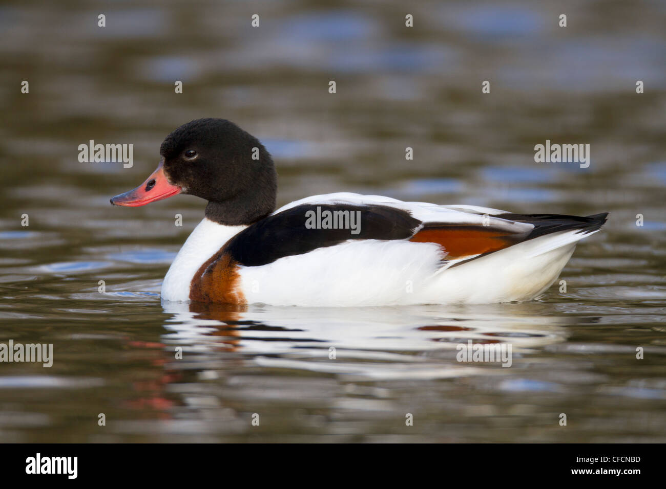 Female shelduck hi-res stock photography and images - Alamy