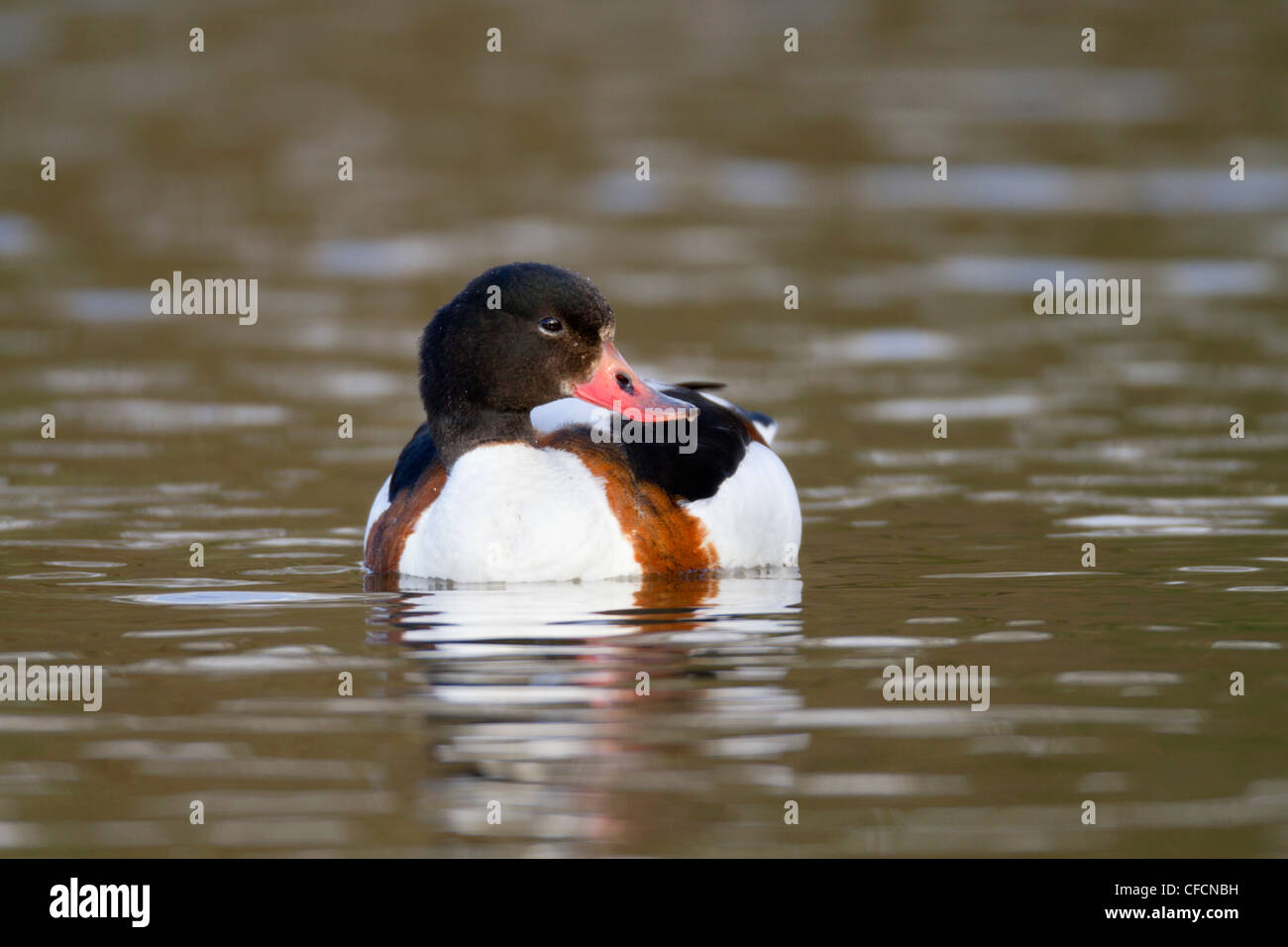 Female shelduck hi-res stock photography and images - Alamy