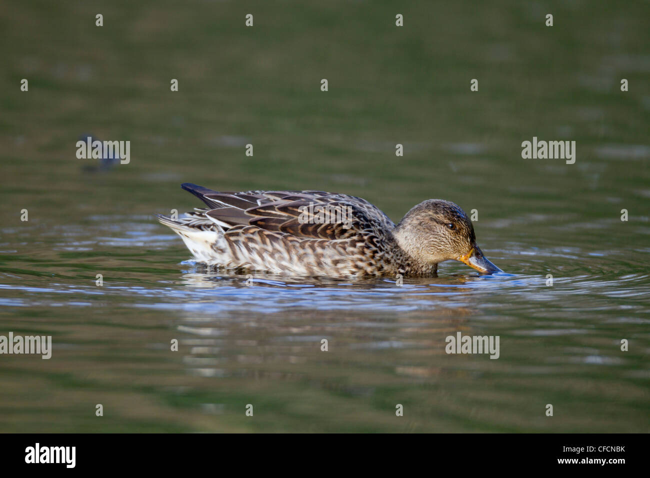 Female teal duck hi-res stock photography and images - Alamy