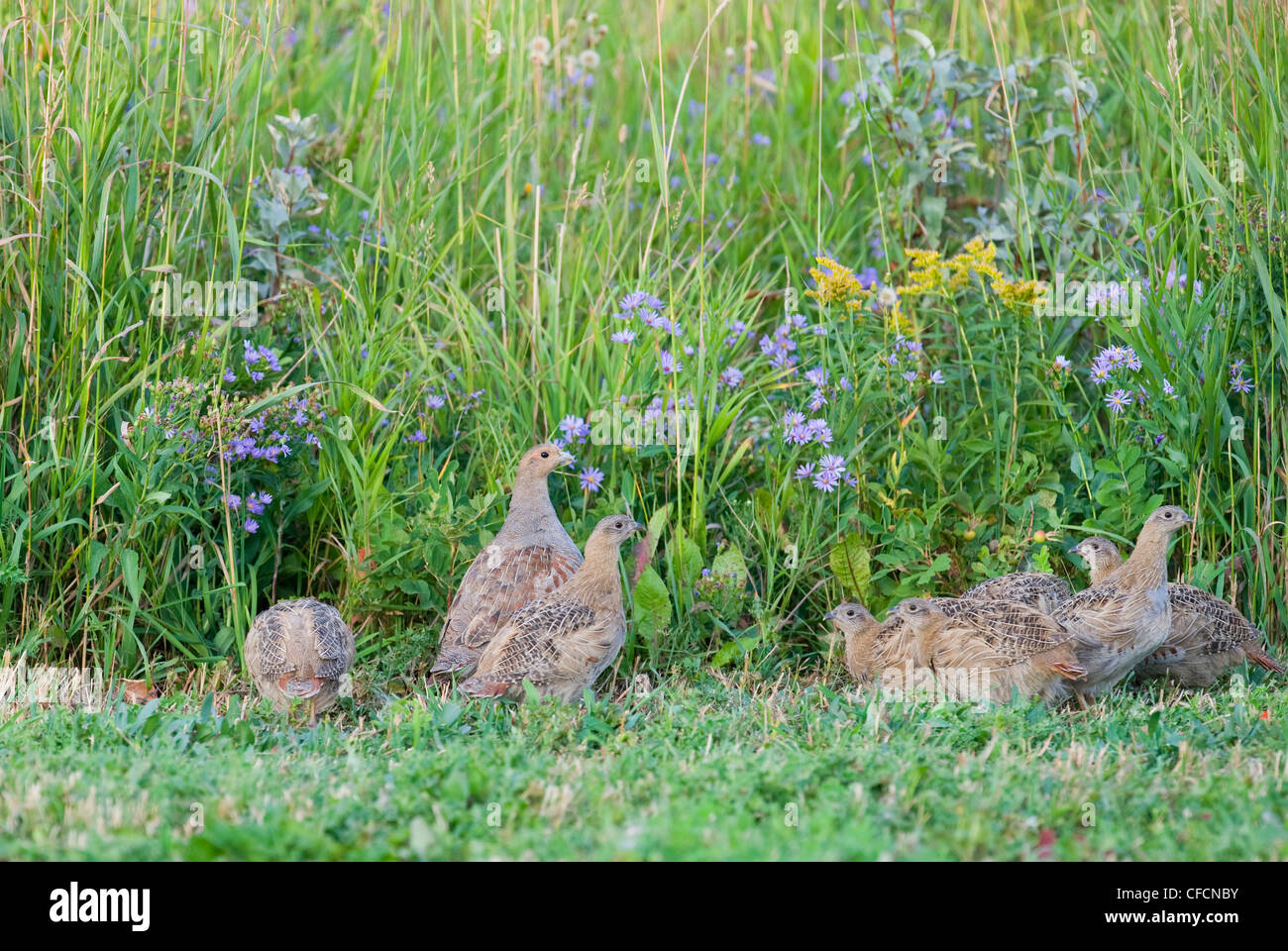 Gray Partridge Perdix perdix Introduced European Stock Photo - Alamy