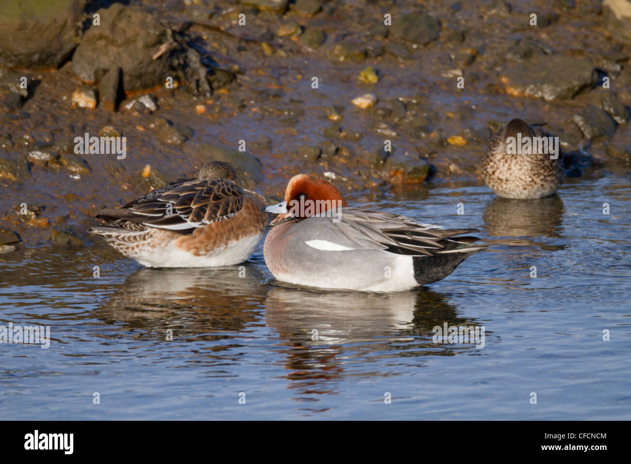 Teal uk wigeon hi-res stock photography and images - Alamy
