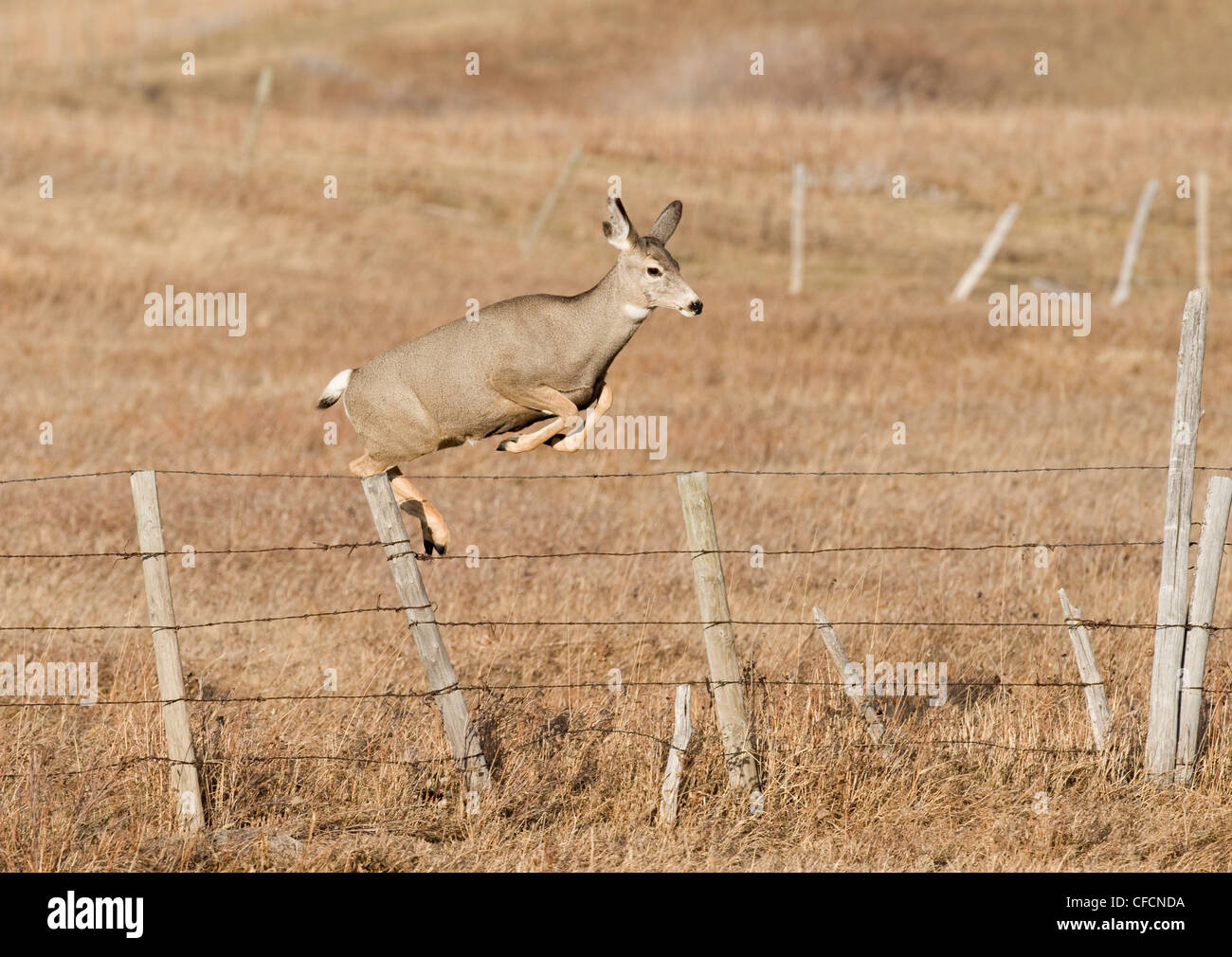 Female mule deer jumping hi-res stock photography and images - Alamy