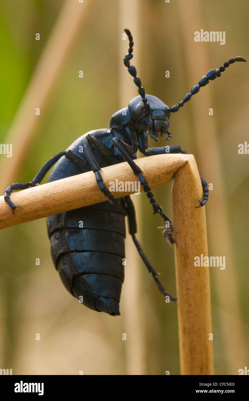 Oil beetle hi-res stock photography and images - Alamy