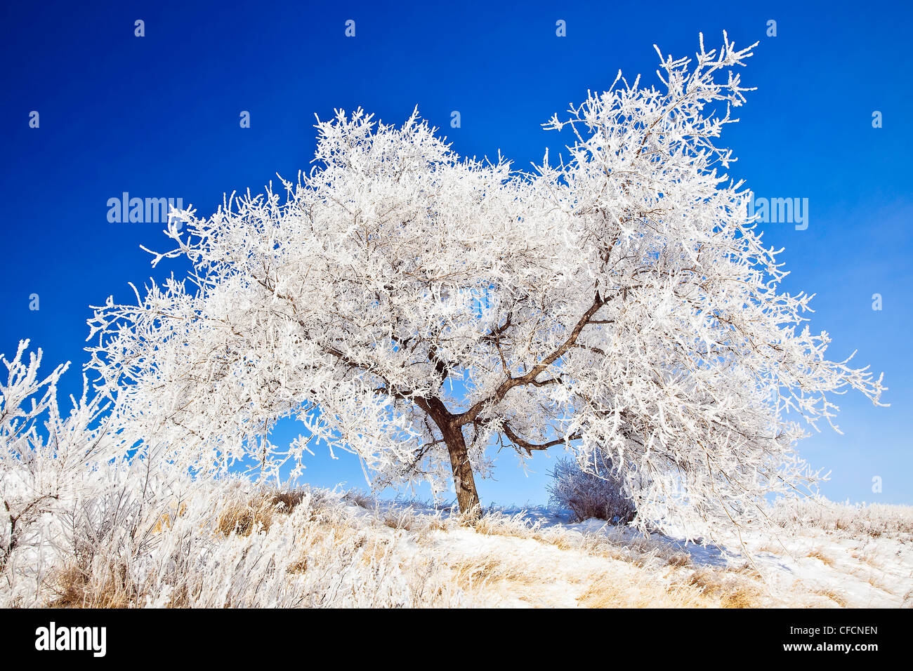 Frost covered tree in winter hi-res stock photography and images - Alamy