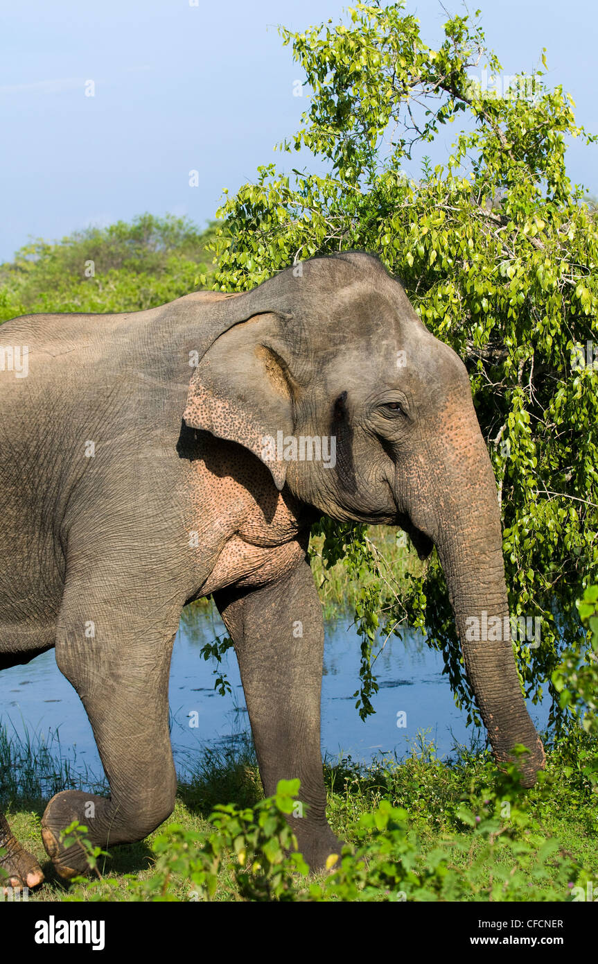 Elephant In Musth Hi res Stock Photography And Images Alamy