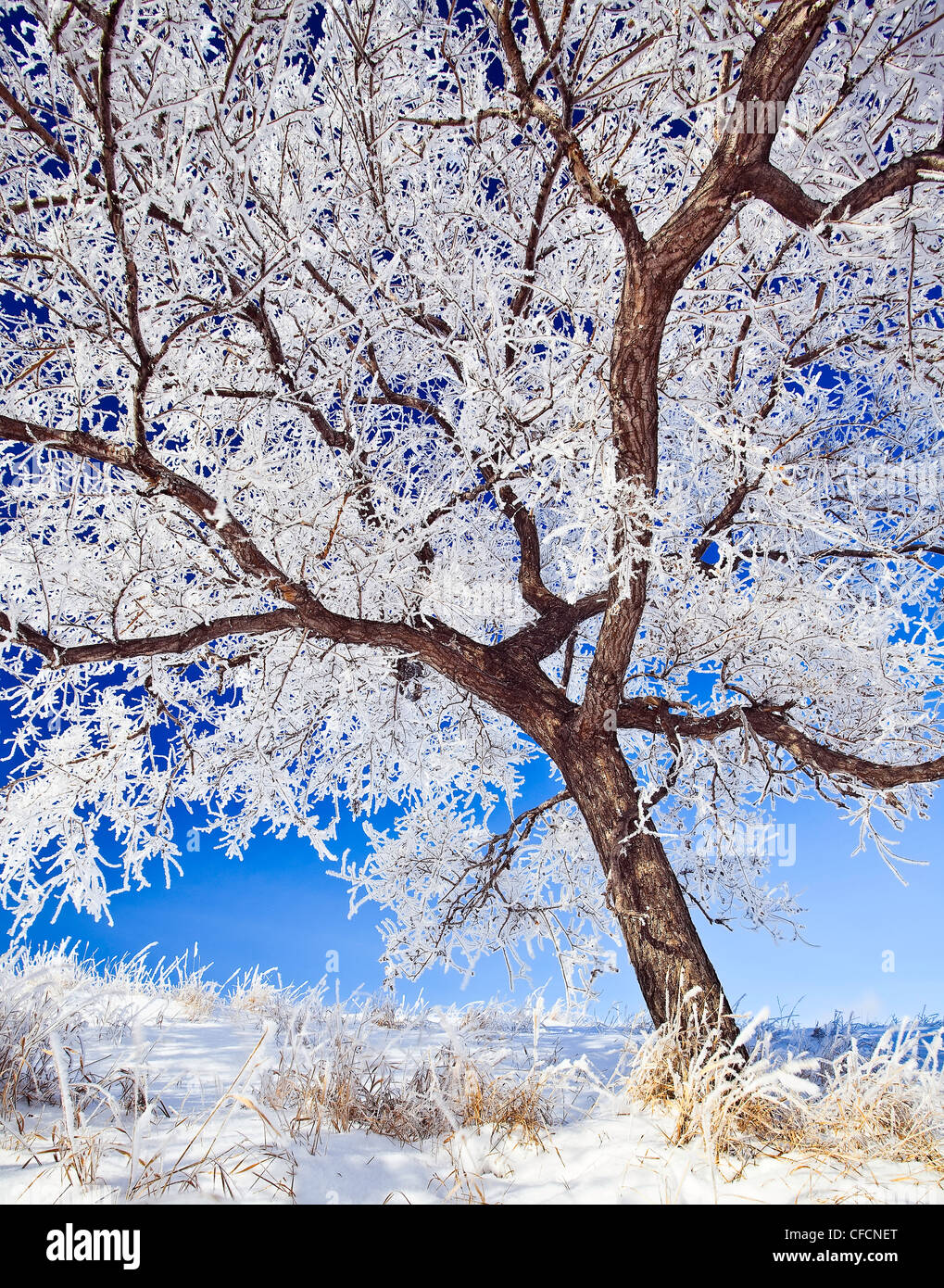 Hoar frost covered tree on a clear winter morning. Winnipeg, Manitoba ...