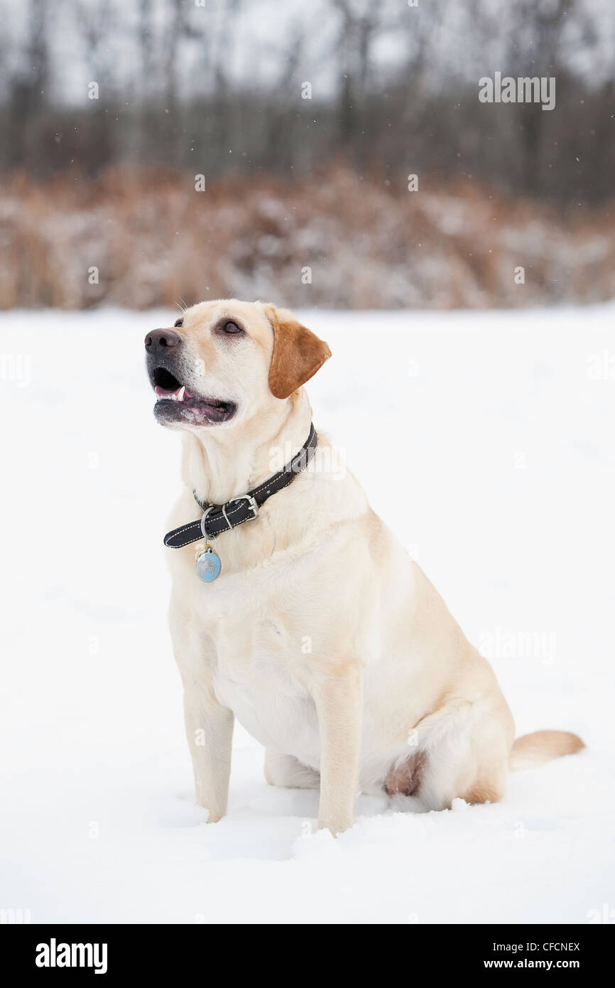 Side View Yellow Labrador Retriever High Resolution Stock Photography ...
