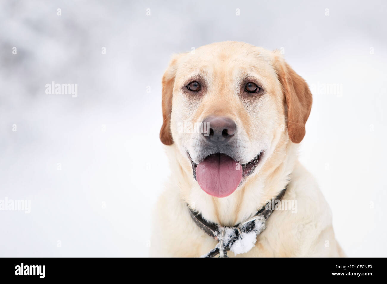 Portrait of a Yellow Labrador Retriever on a snowy winter day. Winnipeg ...