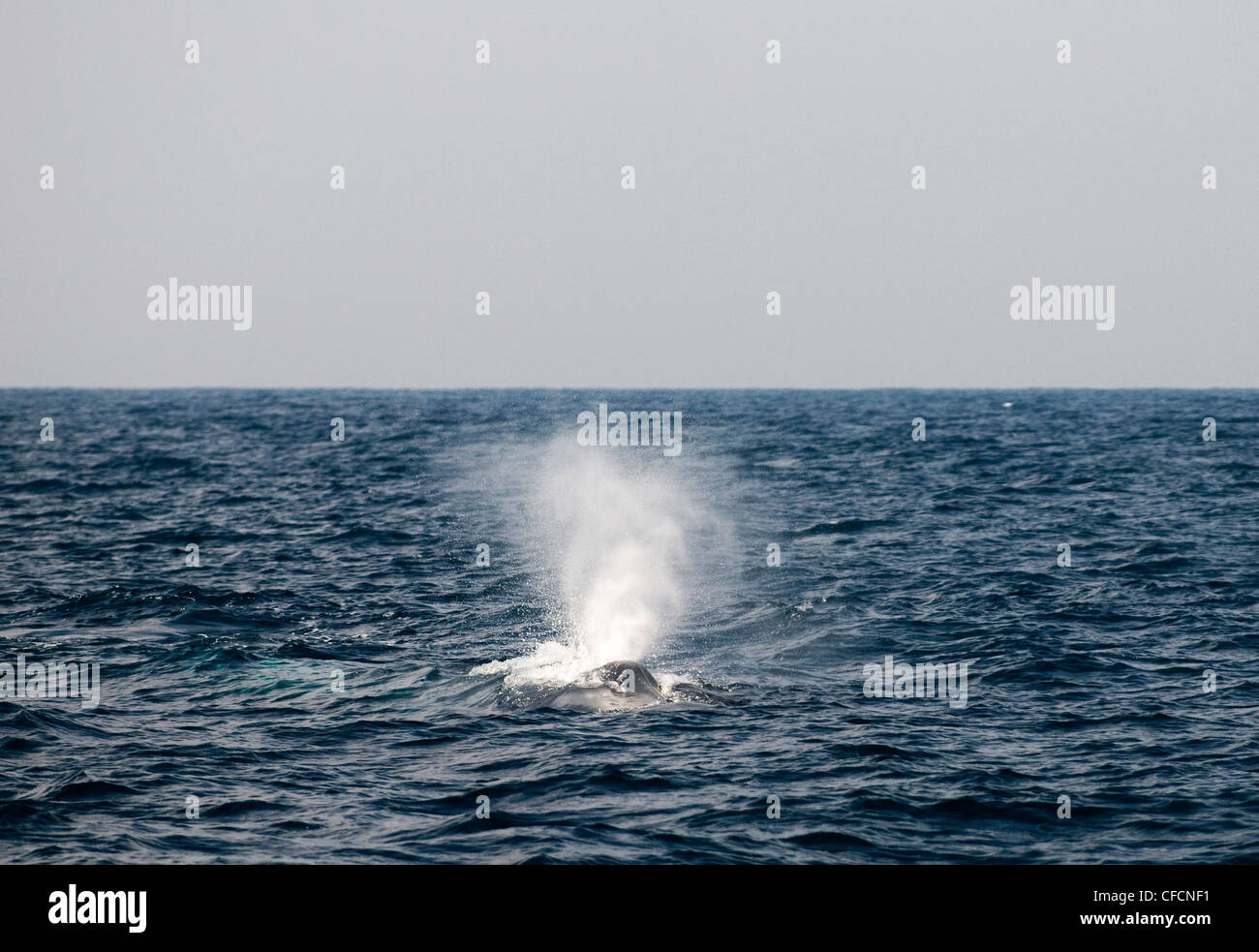 A Blue Whale in the Indian ocean Stock Photo - Alamy
