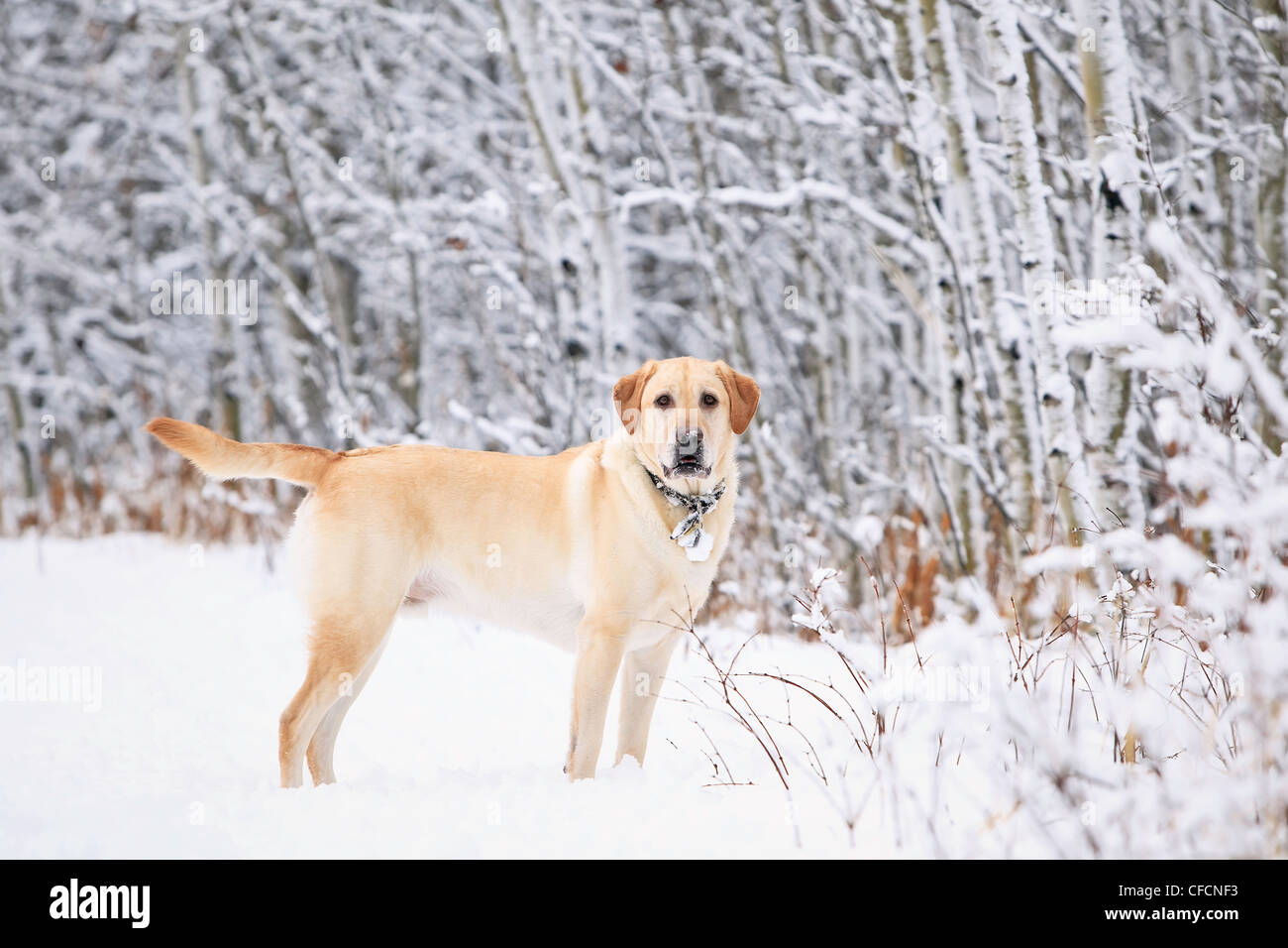 Yellow Labrador Retriever on a frosty winter day in the forest ...