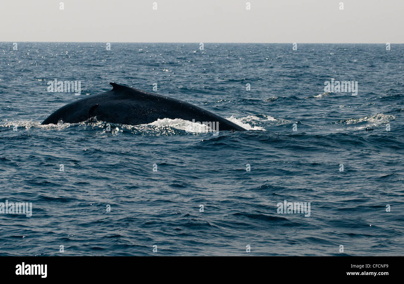 Indian specie hi-res stock photography and images - Alamy