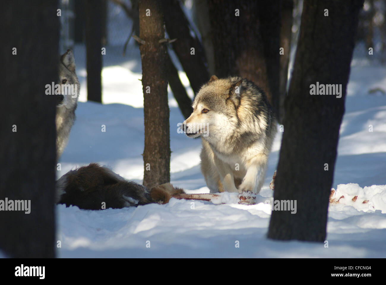 Muskoka wildlife hi-res stock photography and images - Alamy