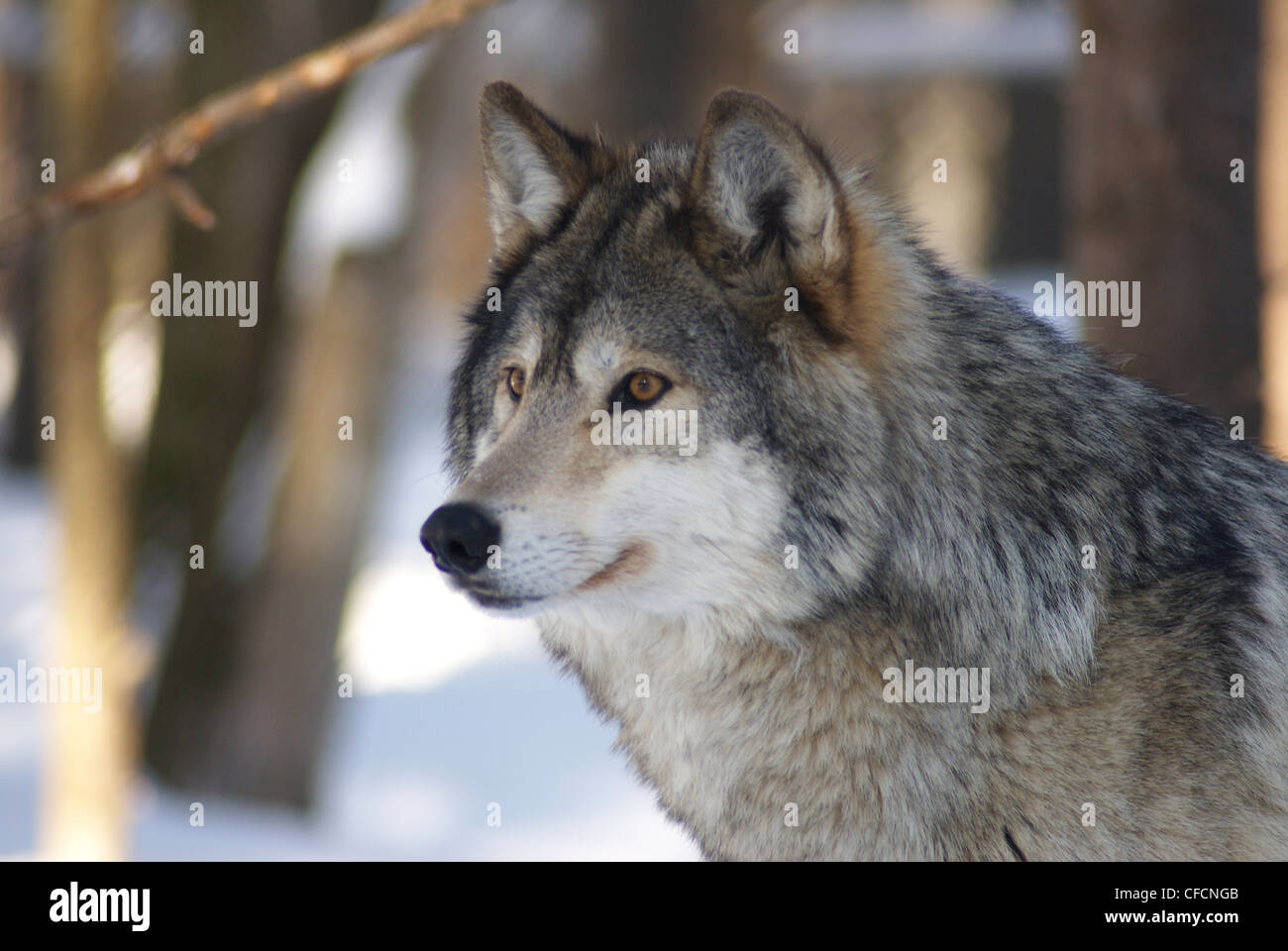 Muskoka wildlife hi-res stock photography and images - Alamy