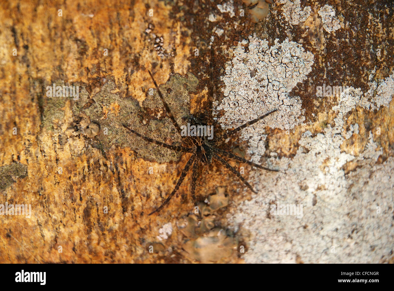 Ontario Canada Water Spider