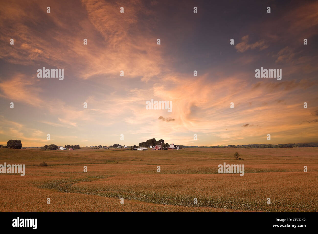 Iowa corn field Stock Photo - Alamy