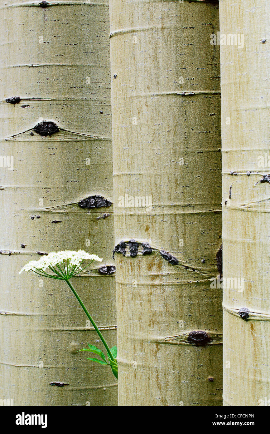 Aspen (Populus) trees with cow parsnip (Heracleum maximum also known as ...