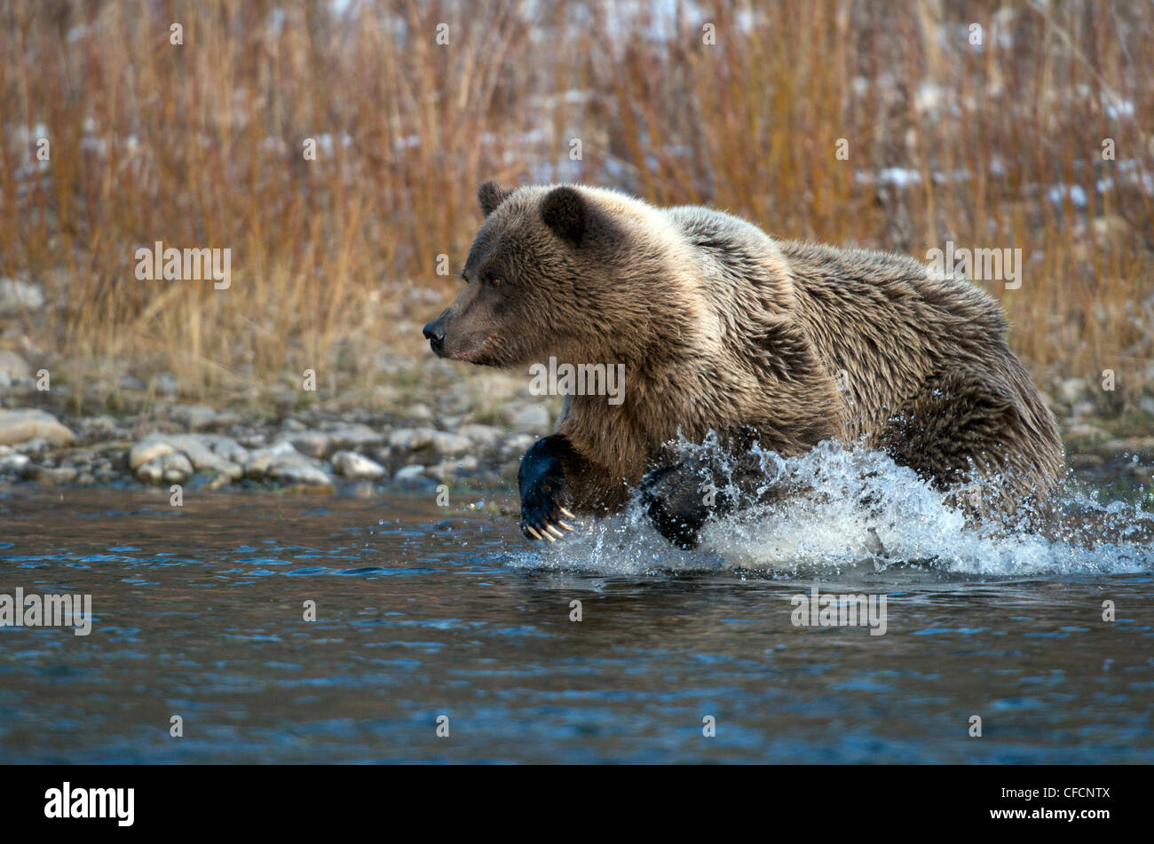 Grizzly Bear (Ursus arctos) fishing on Fishing Branch River, Ni'iinlii ...