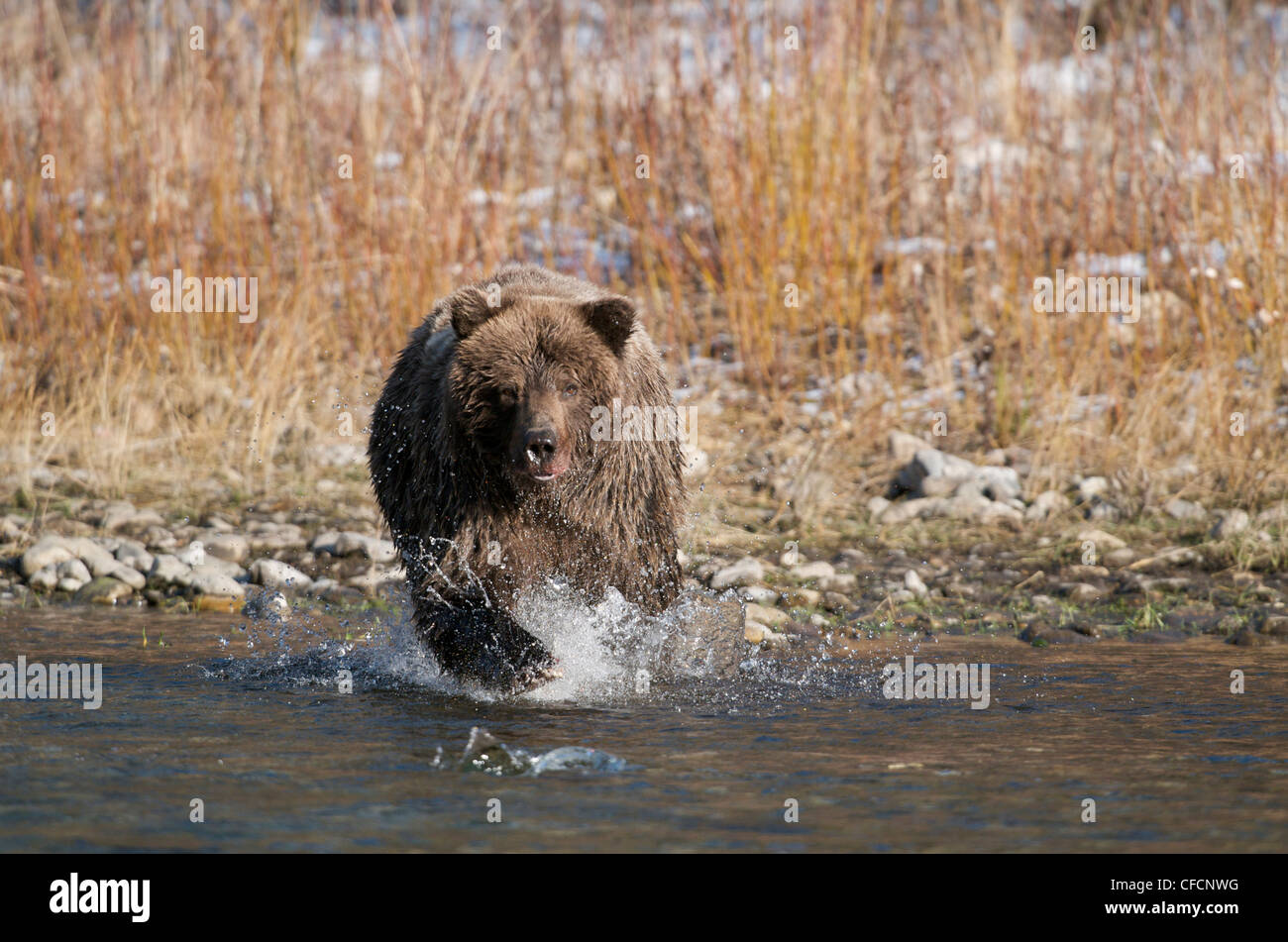 Grizzly Bear (Ursus arctos) fishing on Fishing Branch River, Ni'iinlii ...