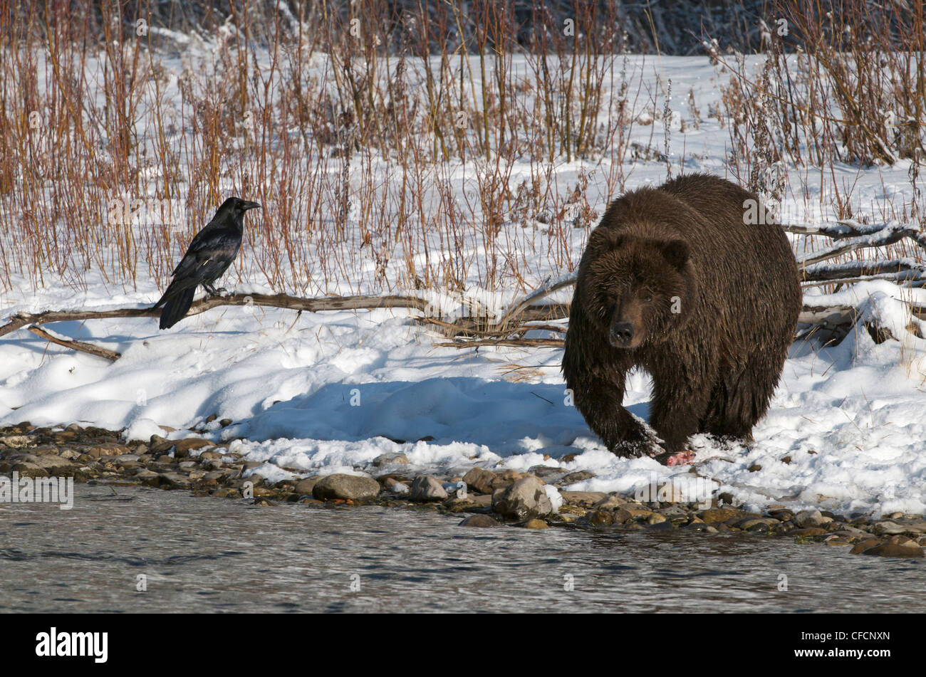 Grizzly Bear (Ursus arctos) and Raven along Fishing Branch River, Ni ...