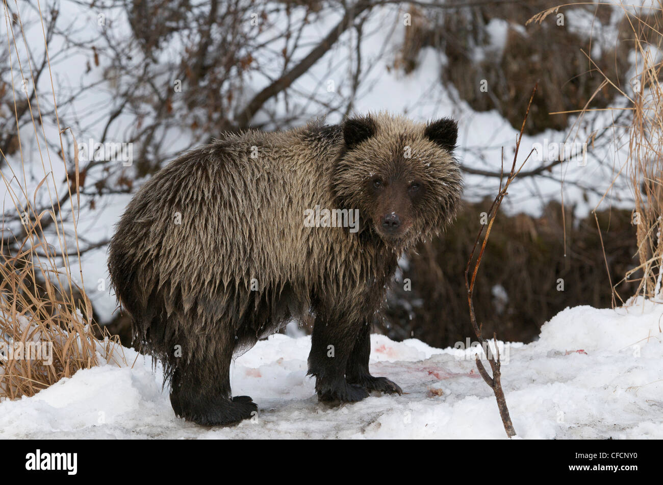 Grizzly Bear 1st Year Cubs (Ursus arctos) on Fishing Branch River, Ni ...
