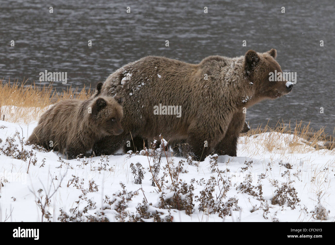 Grizzly Bear Sow 1st year cub s Ursus arctos Stock Photo - Alamy