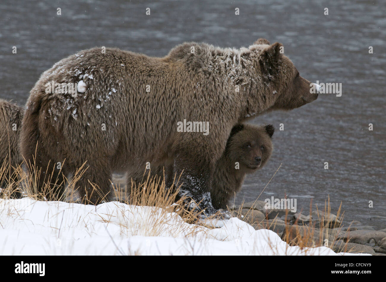 Grizzly Bear Sow 1st year cub s Ursus arctos Stock Photo - Alamy