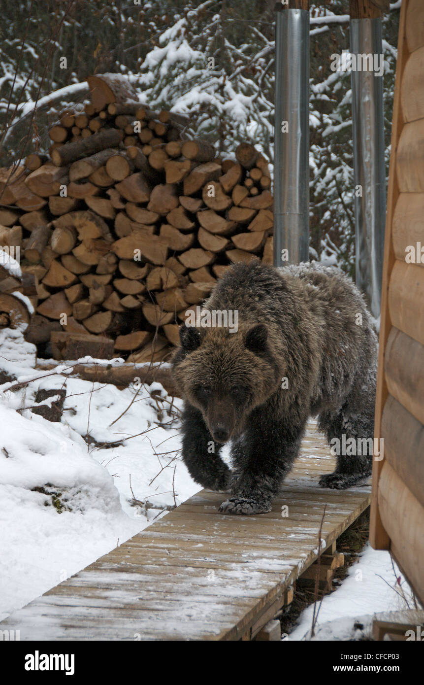 Cabin animals hi-res stock photography and images - Alamy