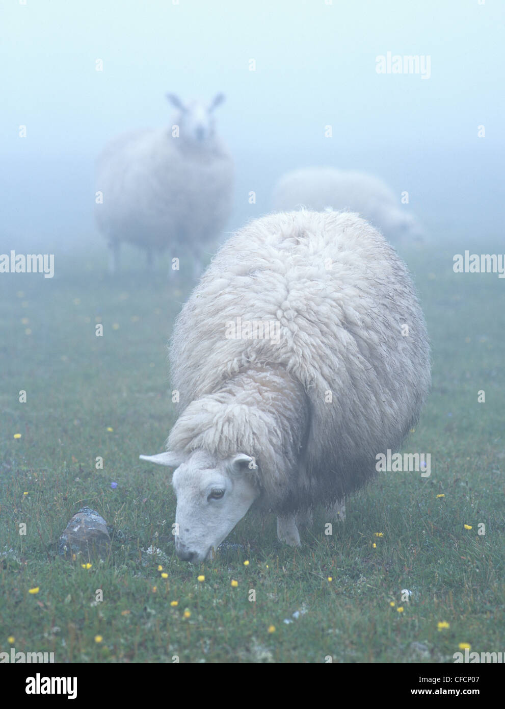Newfoundland sheep hi-res stock photography and images - Alamy