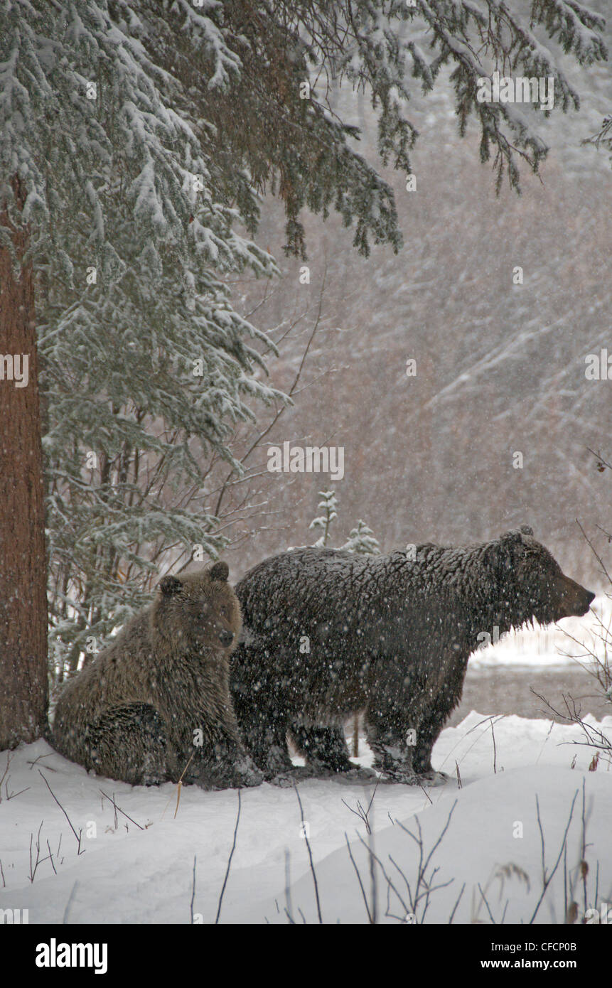 Grizzly Bear in Winter (Ursus arctos) along Fishing Branch River, Ni ...
