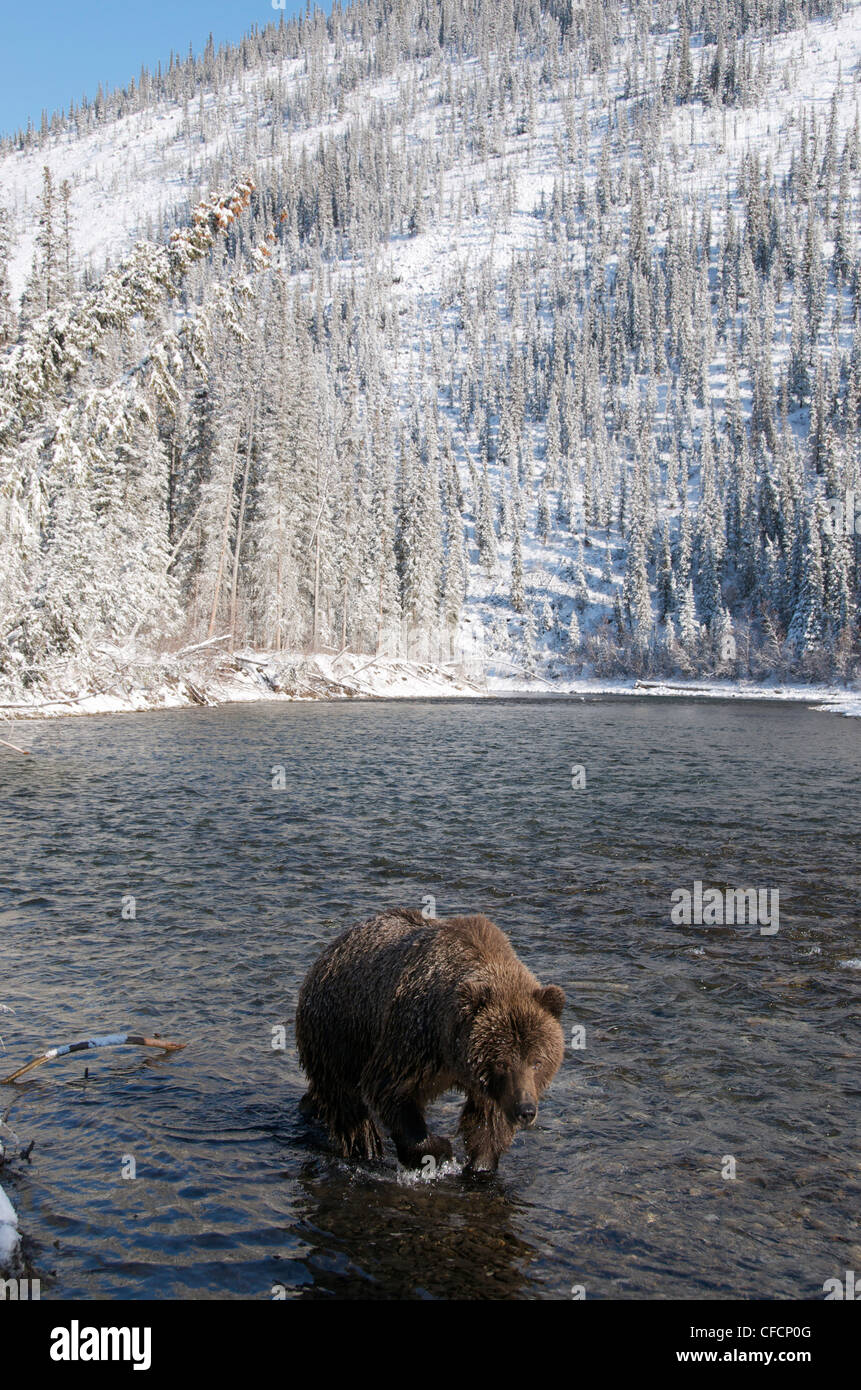 Grizzly Bear (Ursus arctos) in Fishing Branch River, Ni'iinlii Njik ...