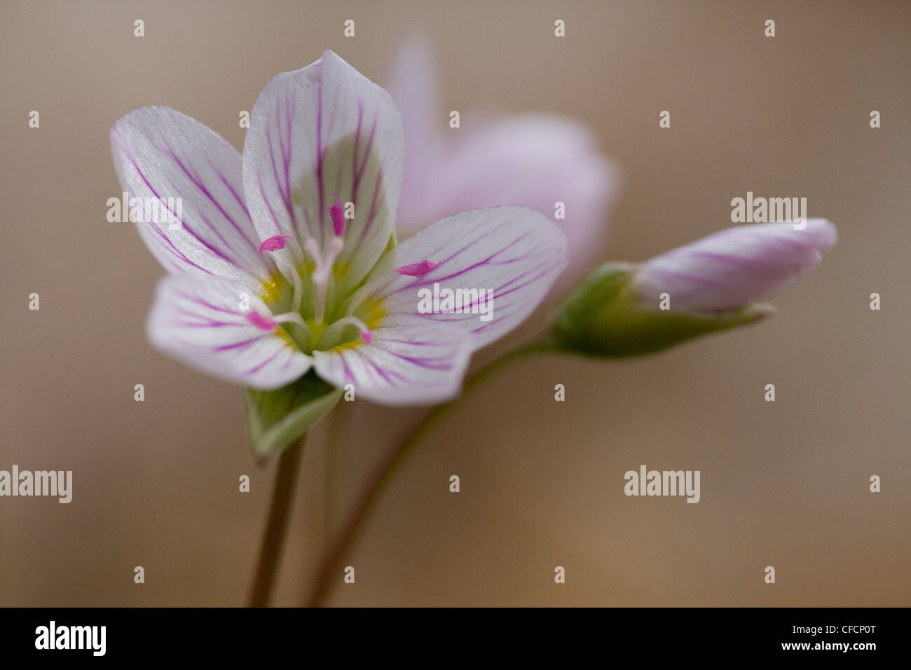 Carolina Spring Beauty (Claytonia caroliniana Stock Photo - Alamy