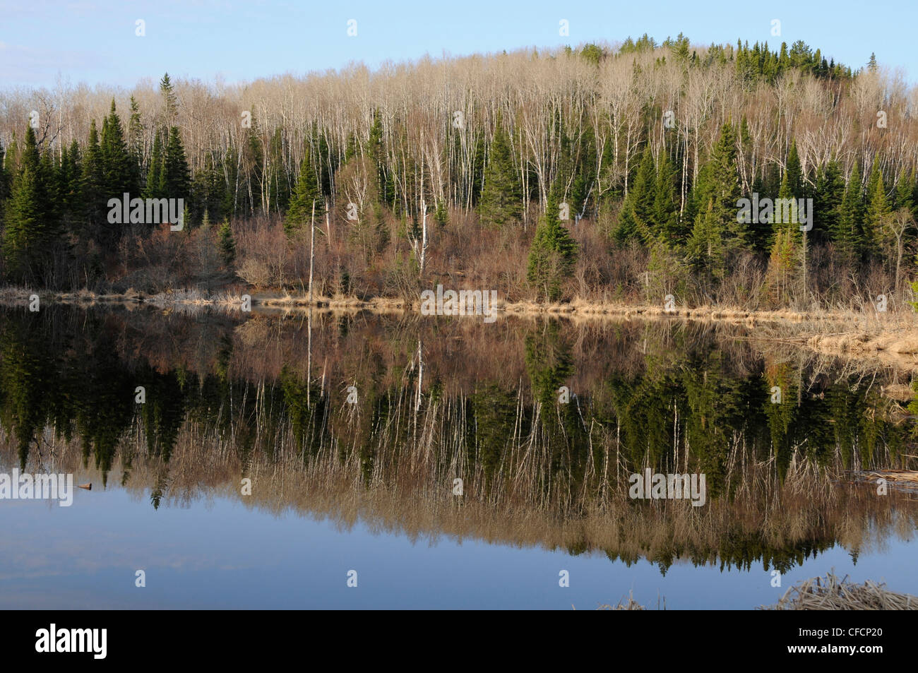 Balsam fir canada hi-res stock photography and images - Alamy