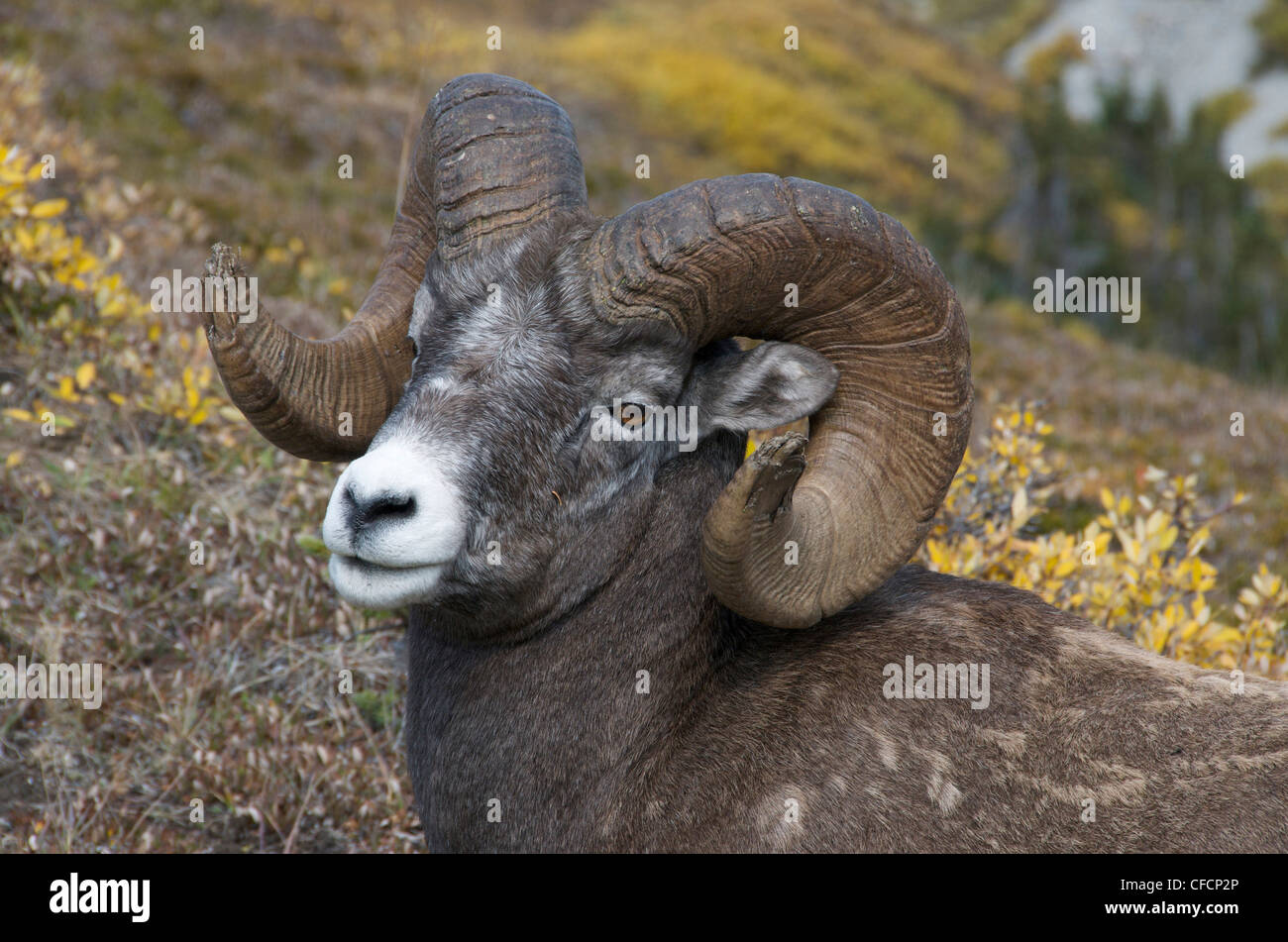 Close-up of Bighorn Sheep Ram (Ovis canadensis) standing on alpine ...