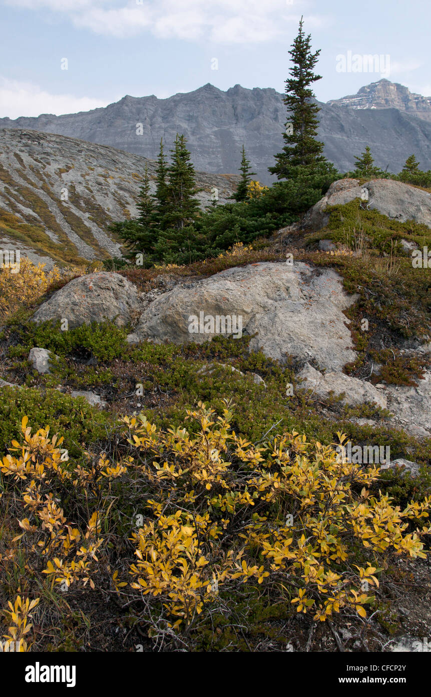 Alpine Vegetation (Alpine Fir Trees), Rocky Mountains, Jasper National ...