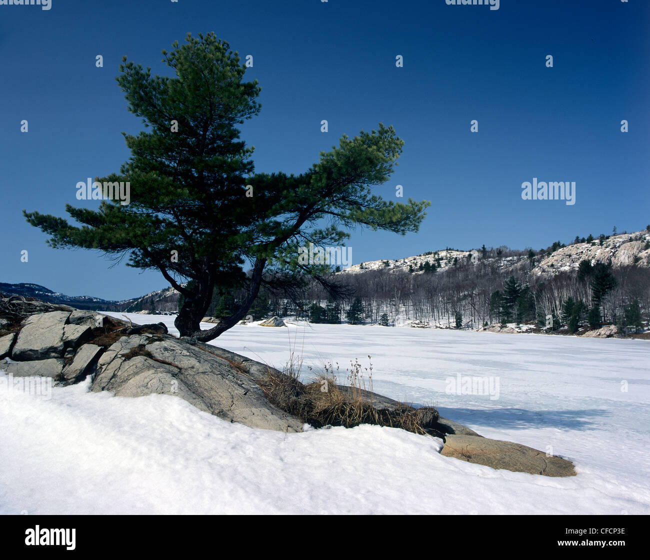 White Pine in winter. Killarney Provincial Park, Ontario Stock Photo ...