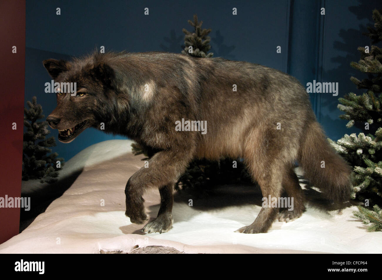 Stuffed or taxidermy display of Timber Wolf (Canis lupus), Kananaskis ...