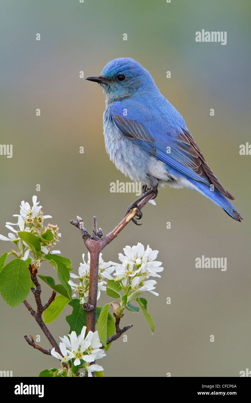 Mountain Bluebird (Sialia currucoides) perched on a branch Stock Photo ...