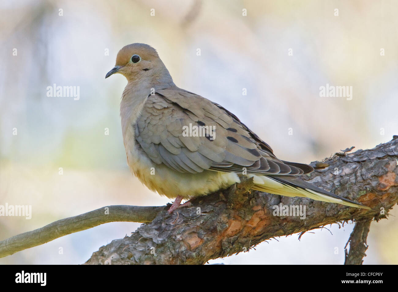 Mourning doves on perch hi-res stock photography and images - Alamy