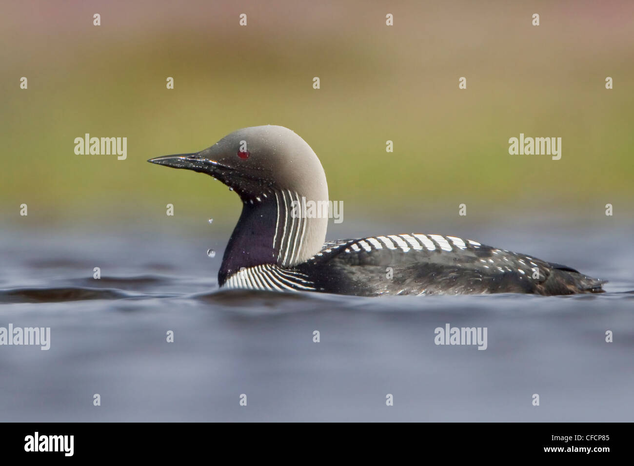 Black loon hi-res stock photography and images - Alamy